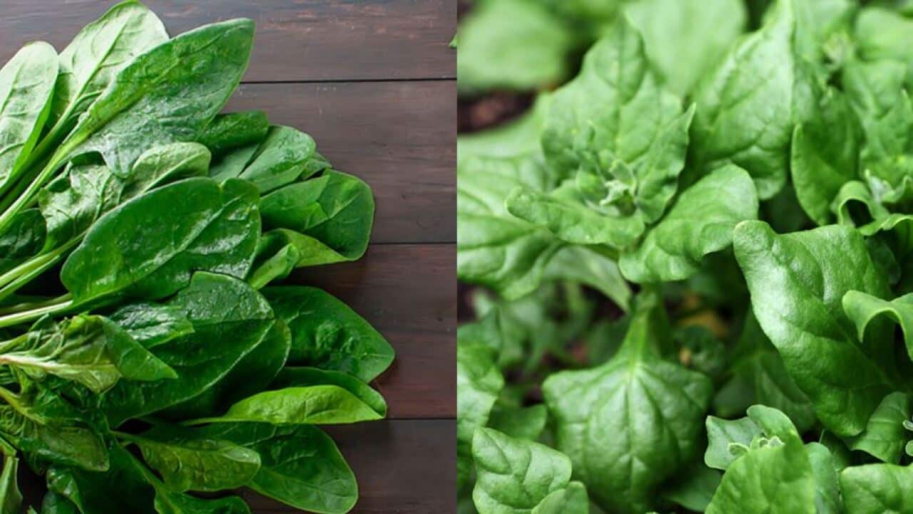 aboriginal vegetable