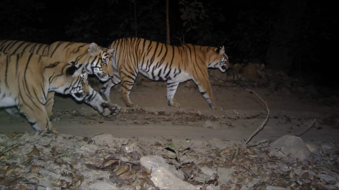 tiger attacks nepal