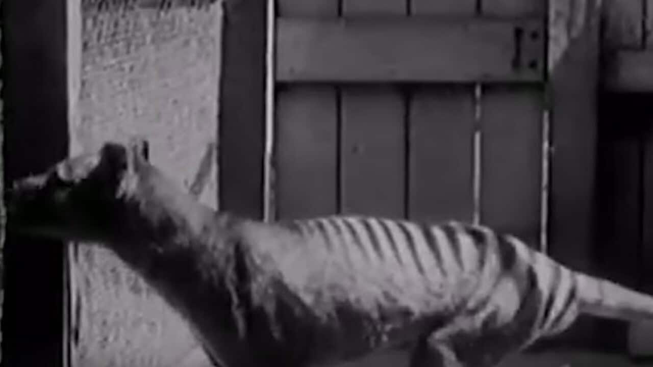 thylacine sighting