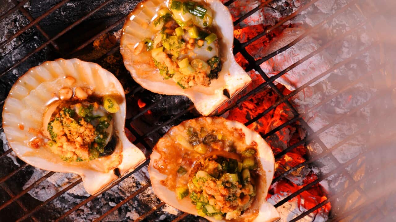 grilled scallops in the shell