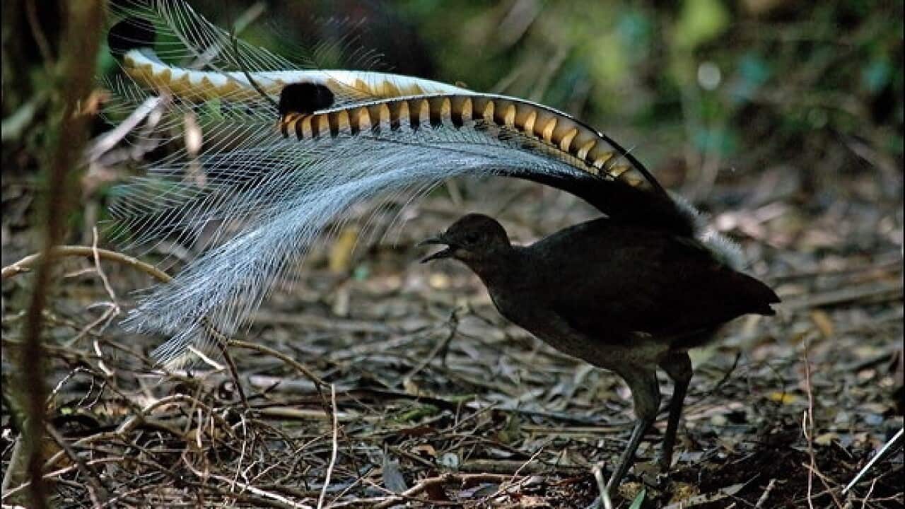 lyrebird