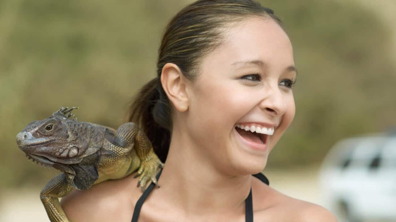 do lizards like humans