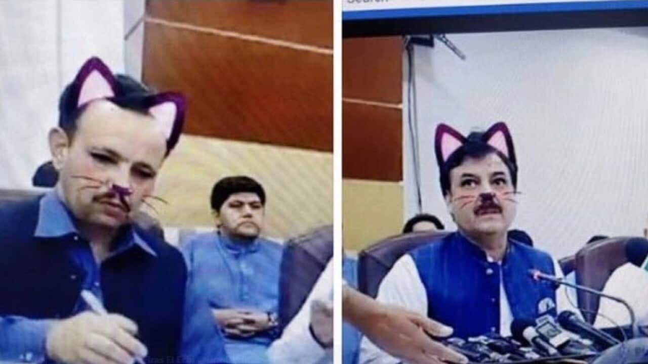 press conference cat