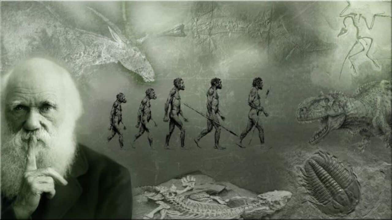 human evolution darwin theory