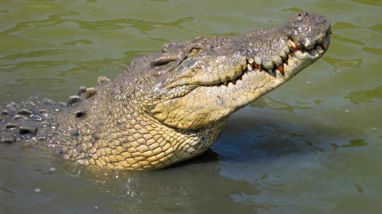 Farmer finds orthopaedic plate inside crocodile's stomach | SBS Greek