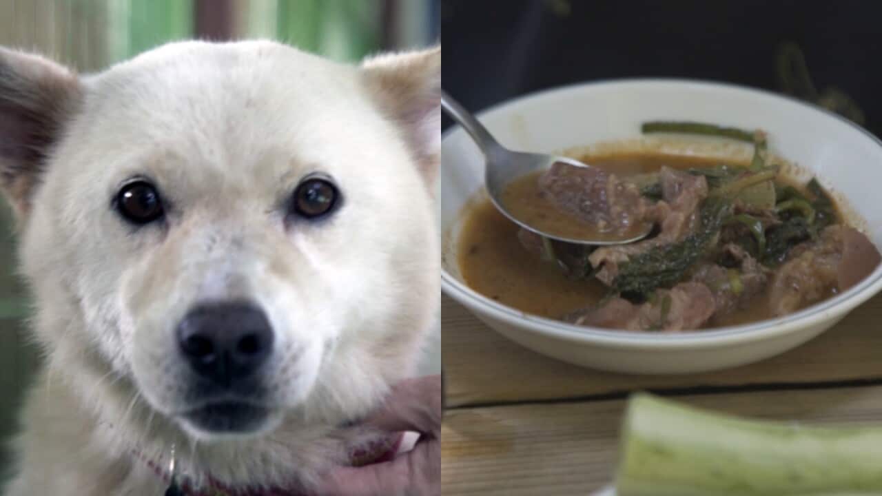 The places around the world you can still eat dog meat | SBS Dateline