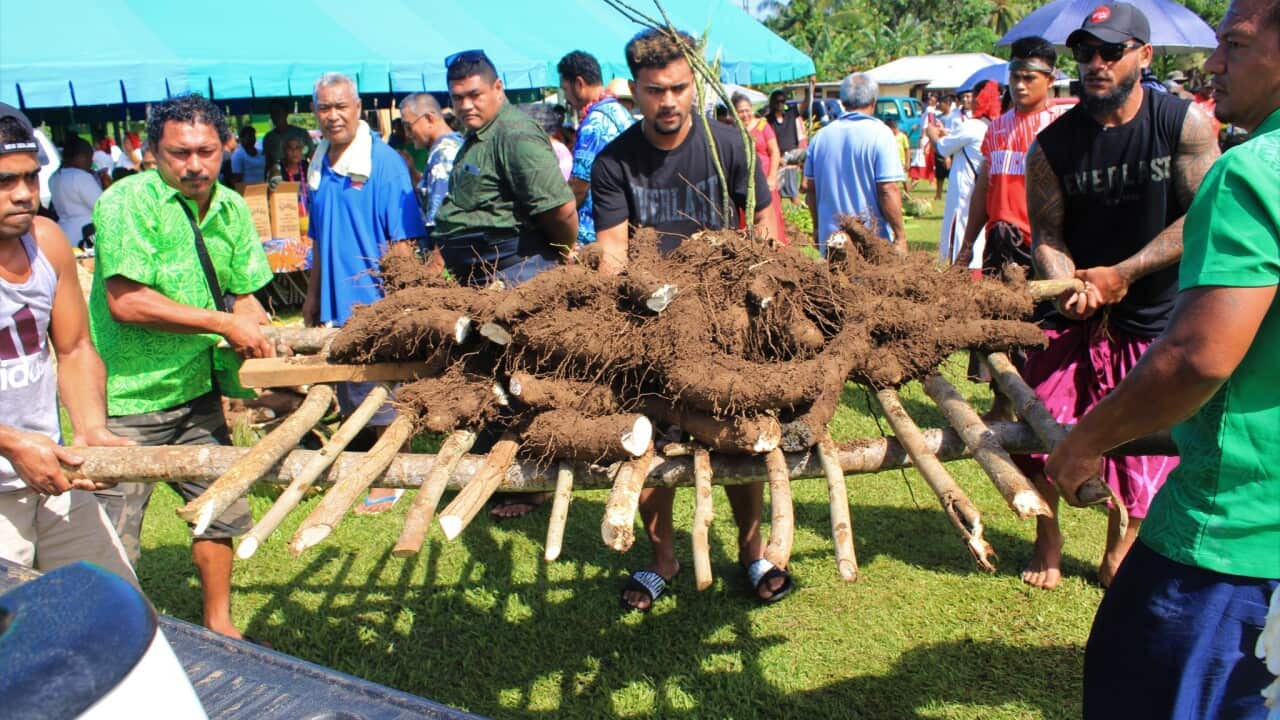 Toe iloilo le poloketi ST$1miliona a le malo Samoa | SBS Samoan