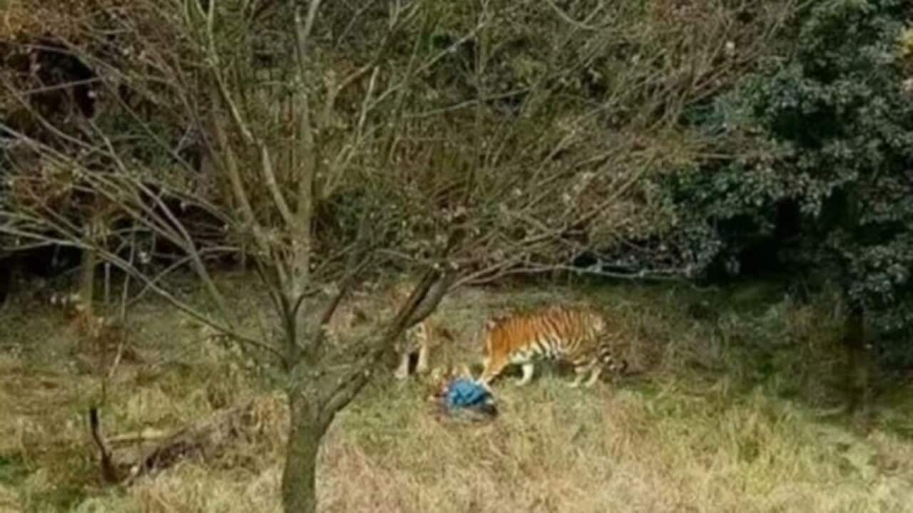 tiger attack man dies