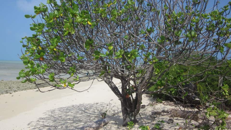 Celebrating NAIDOC week | SBS NITV