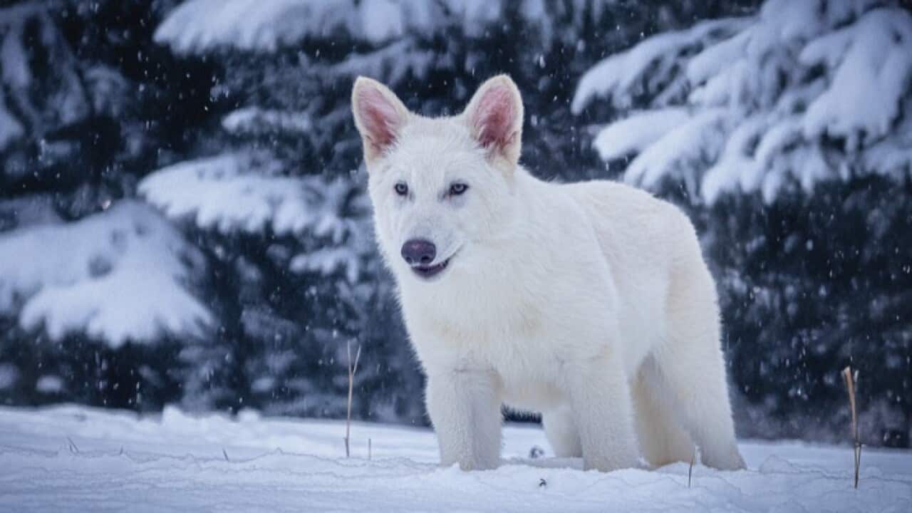 white wolf pups