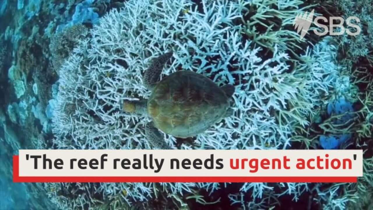 Great Barrier Reef spared from 'in danger' status again I SBS News | SBS News