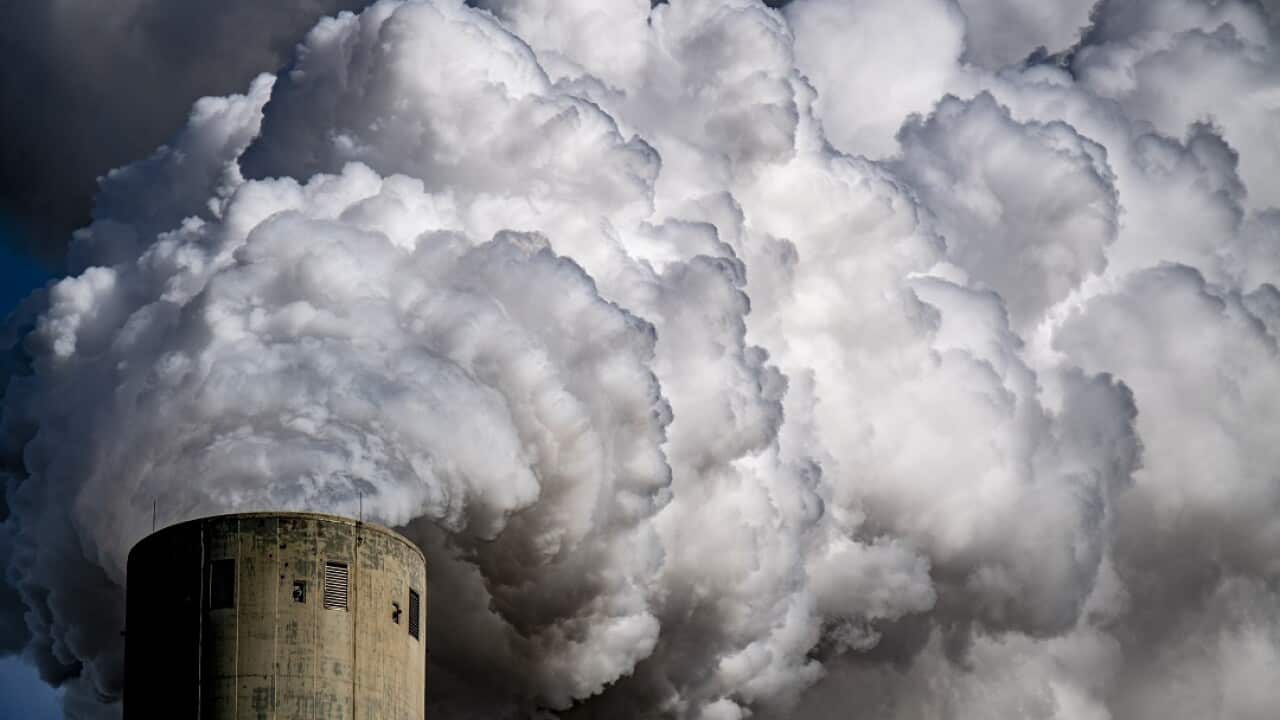 Climate change may cause mass extinctions, new report shows | SBS News