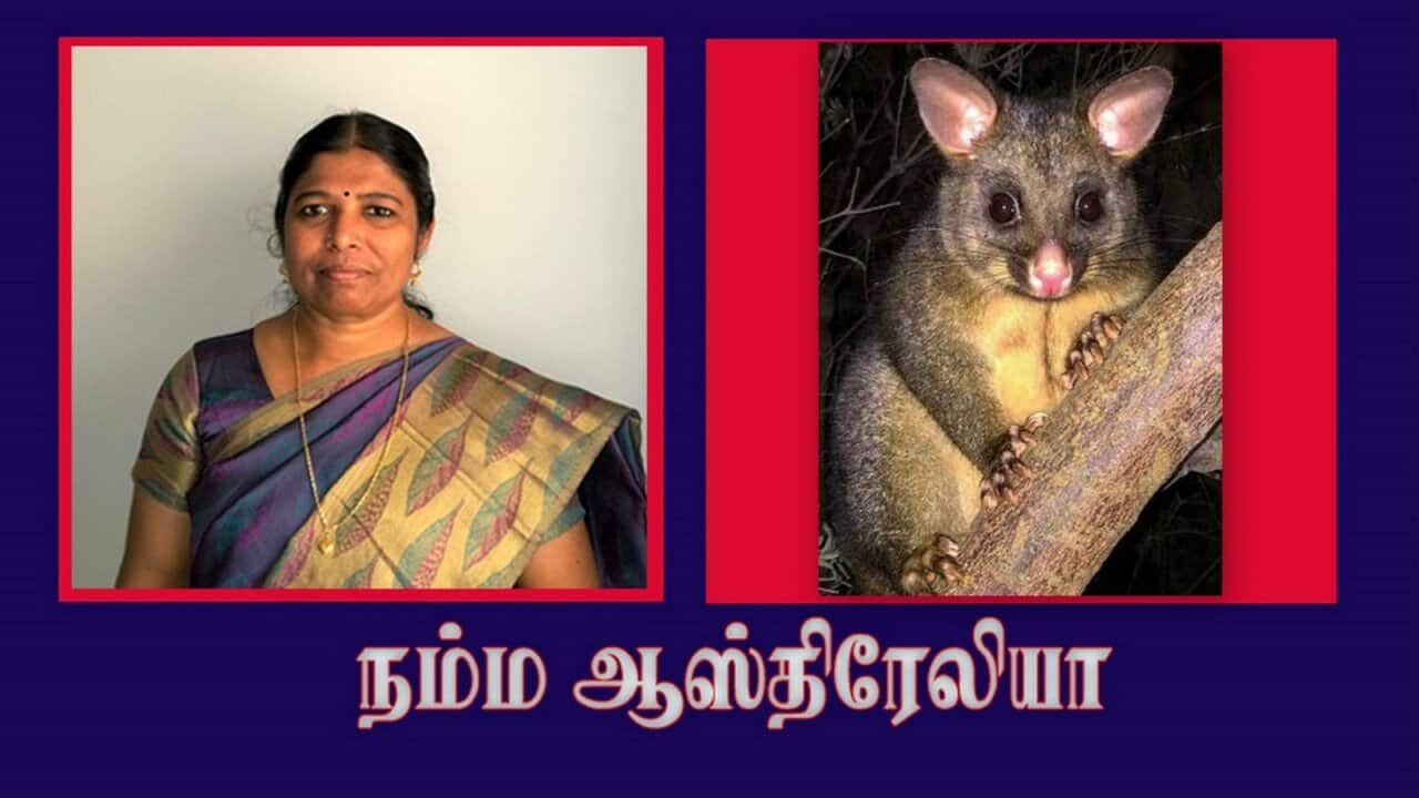 Know Possum! | SBS Tamil