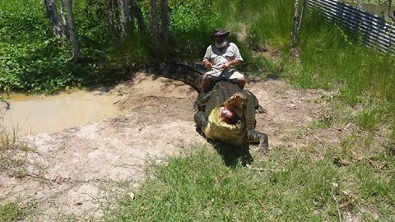 crocodile attacks handler