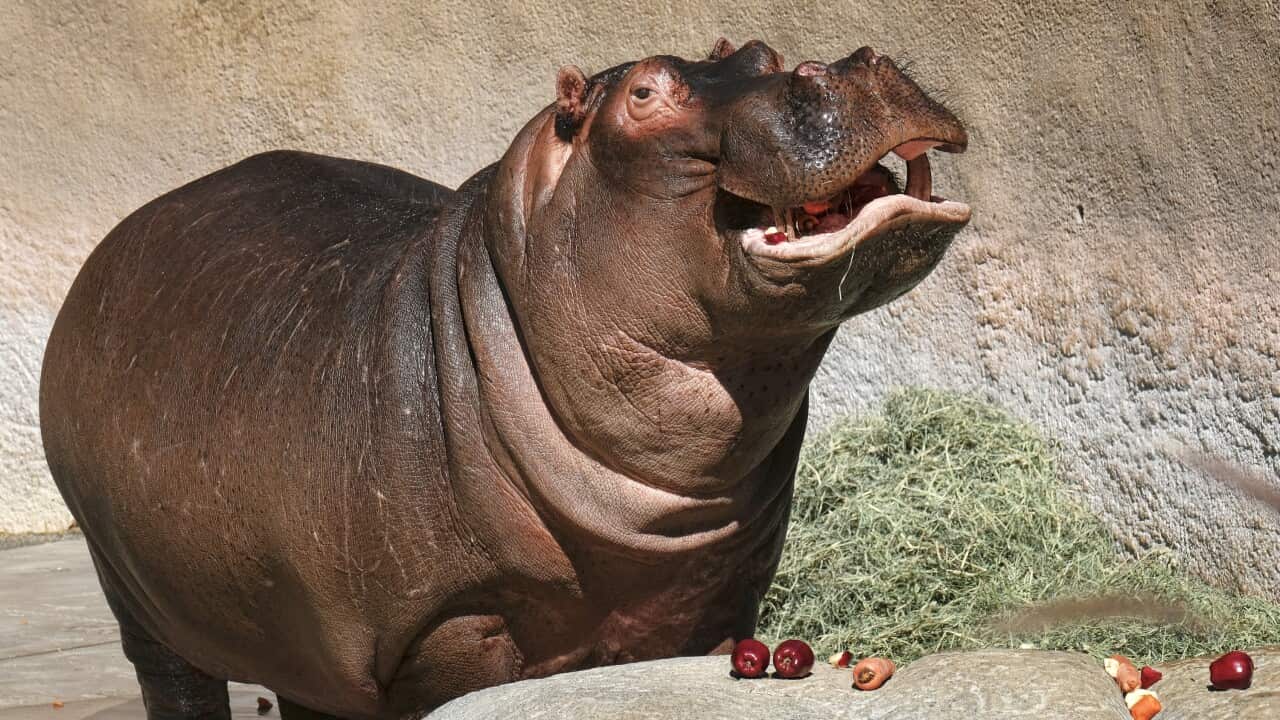 hippo attacks owner