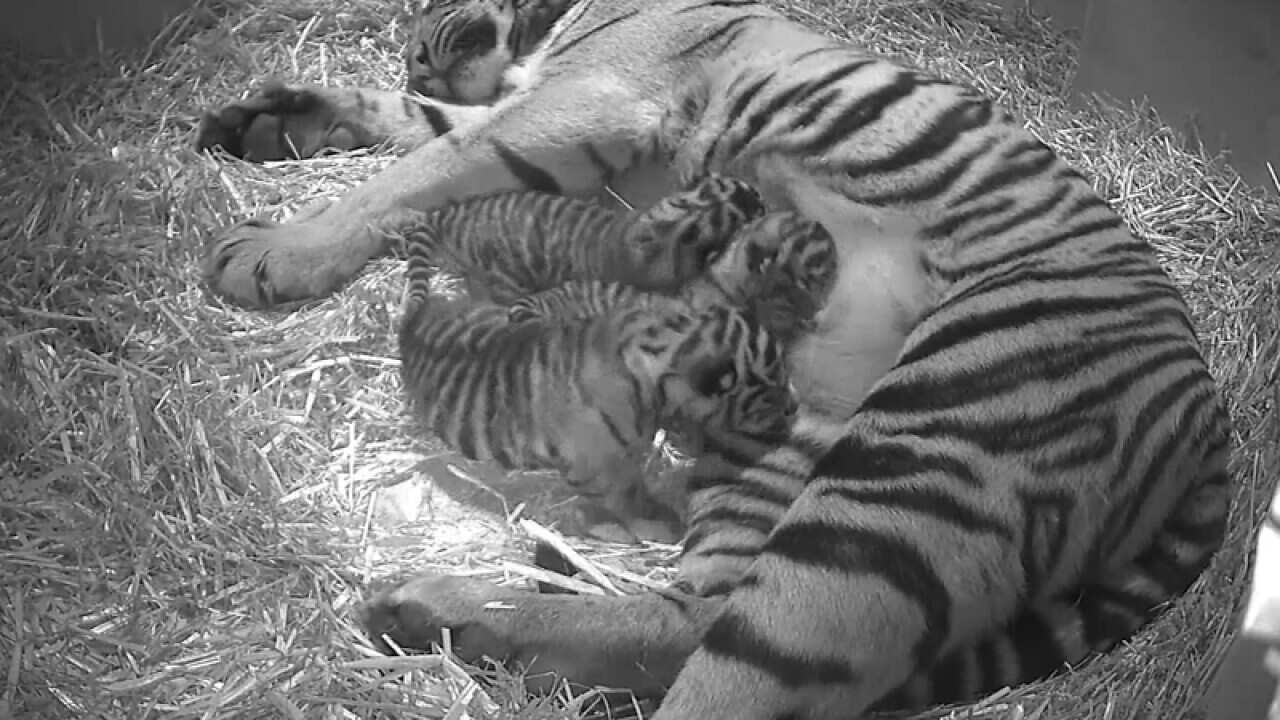 tiger cub uk