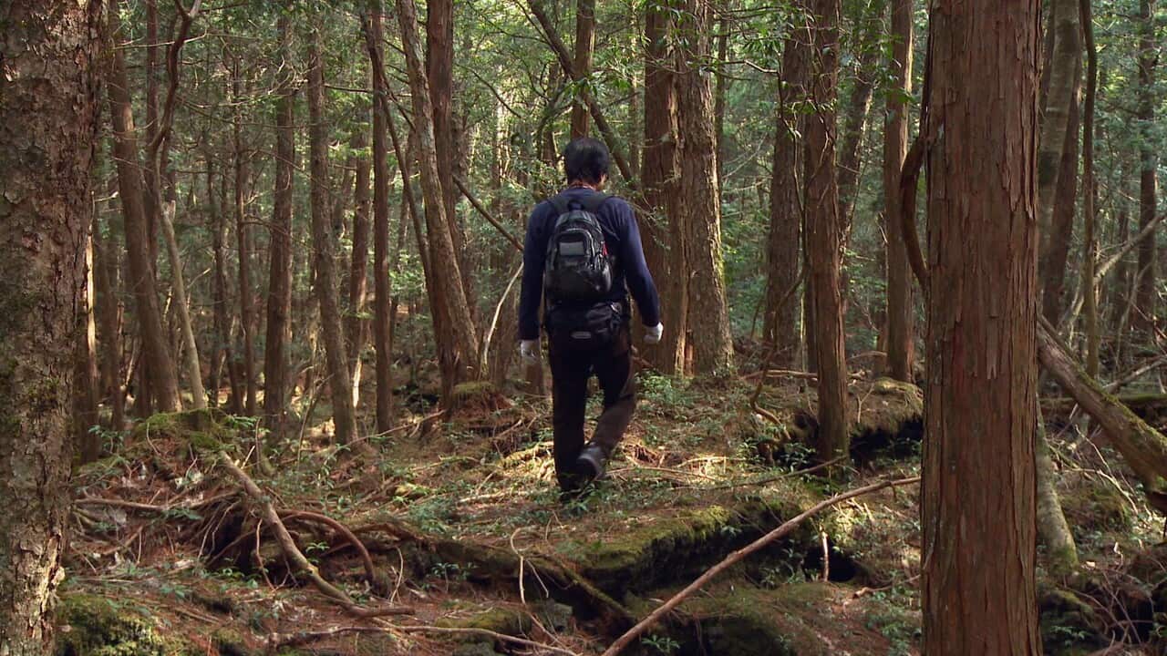 Finding A Ray Of Light In The Suicide Forest Sbs What S On