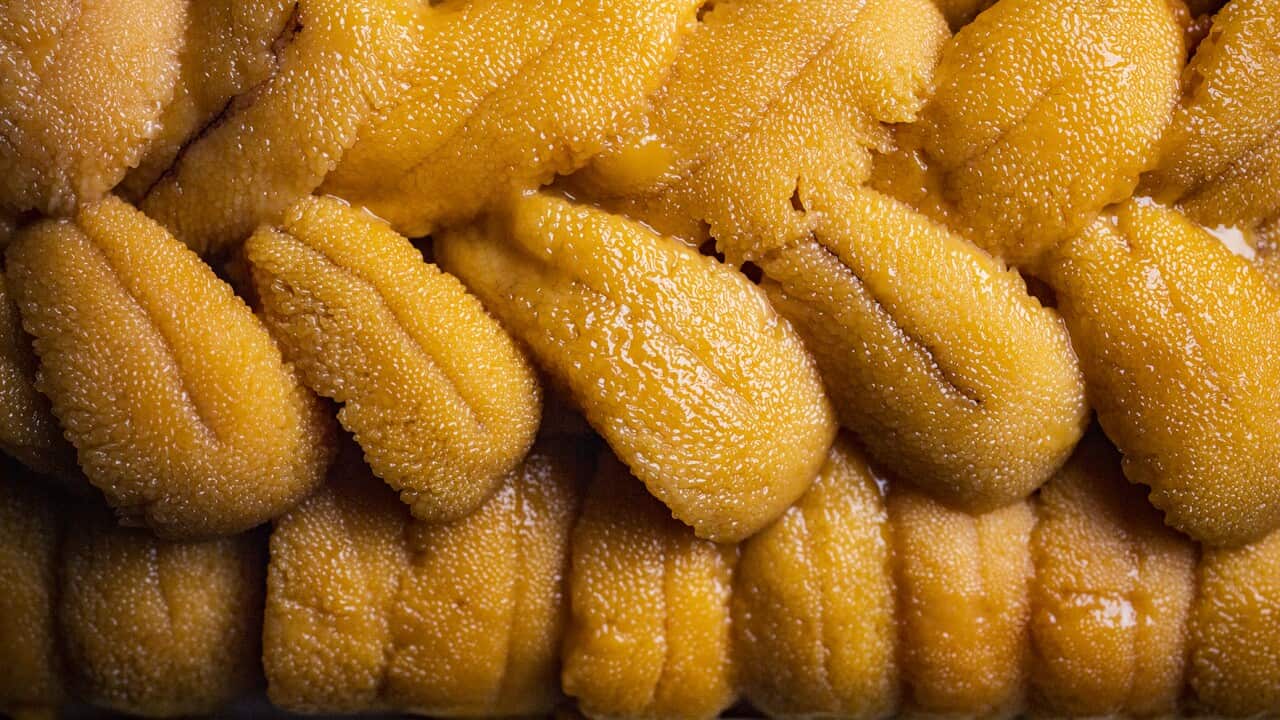 Diving deep into the world of sea urchin | SBS Food