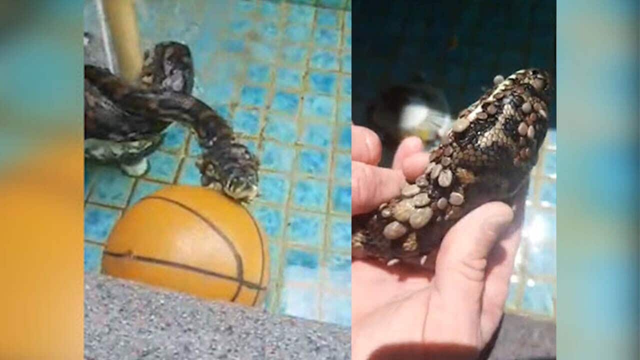 tick infested snake
