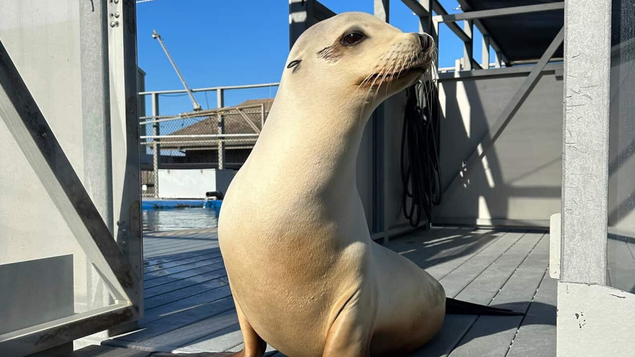 The music-loving Sea Lion | SBS Nepali