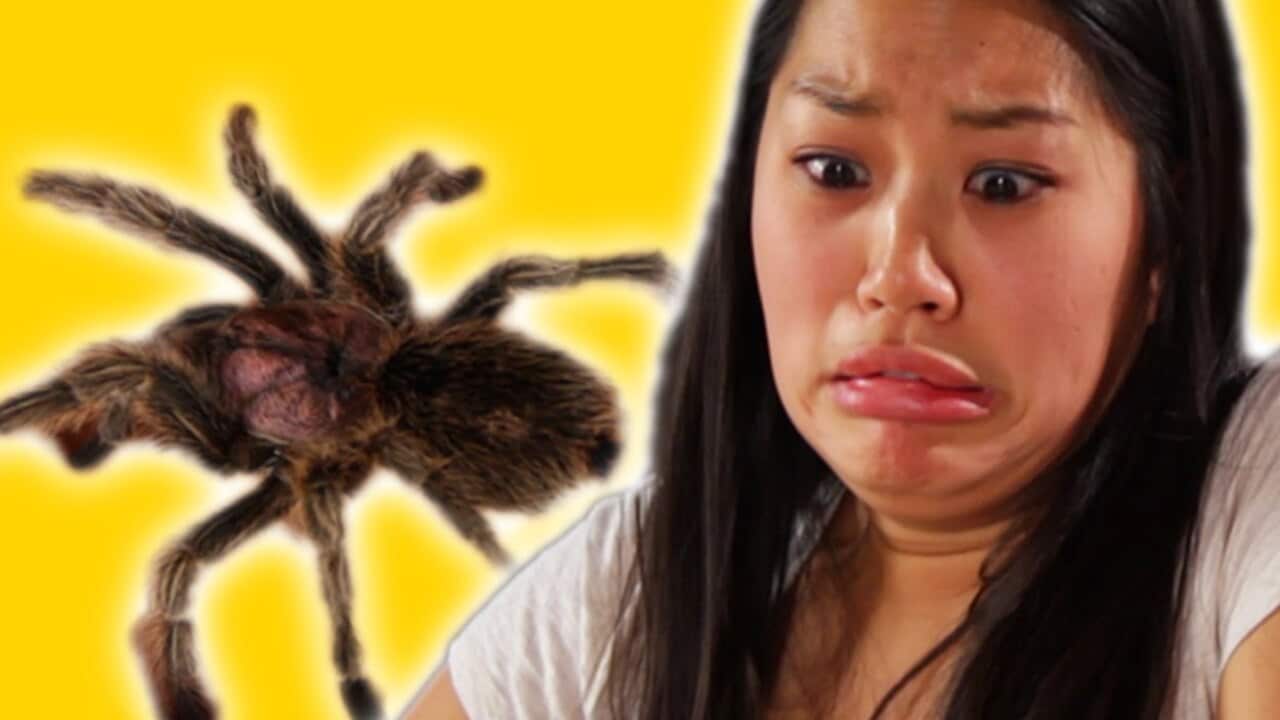 Arachnophobia researchers want to know why women are more likely to be terrified of spiders ...