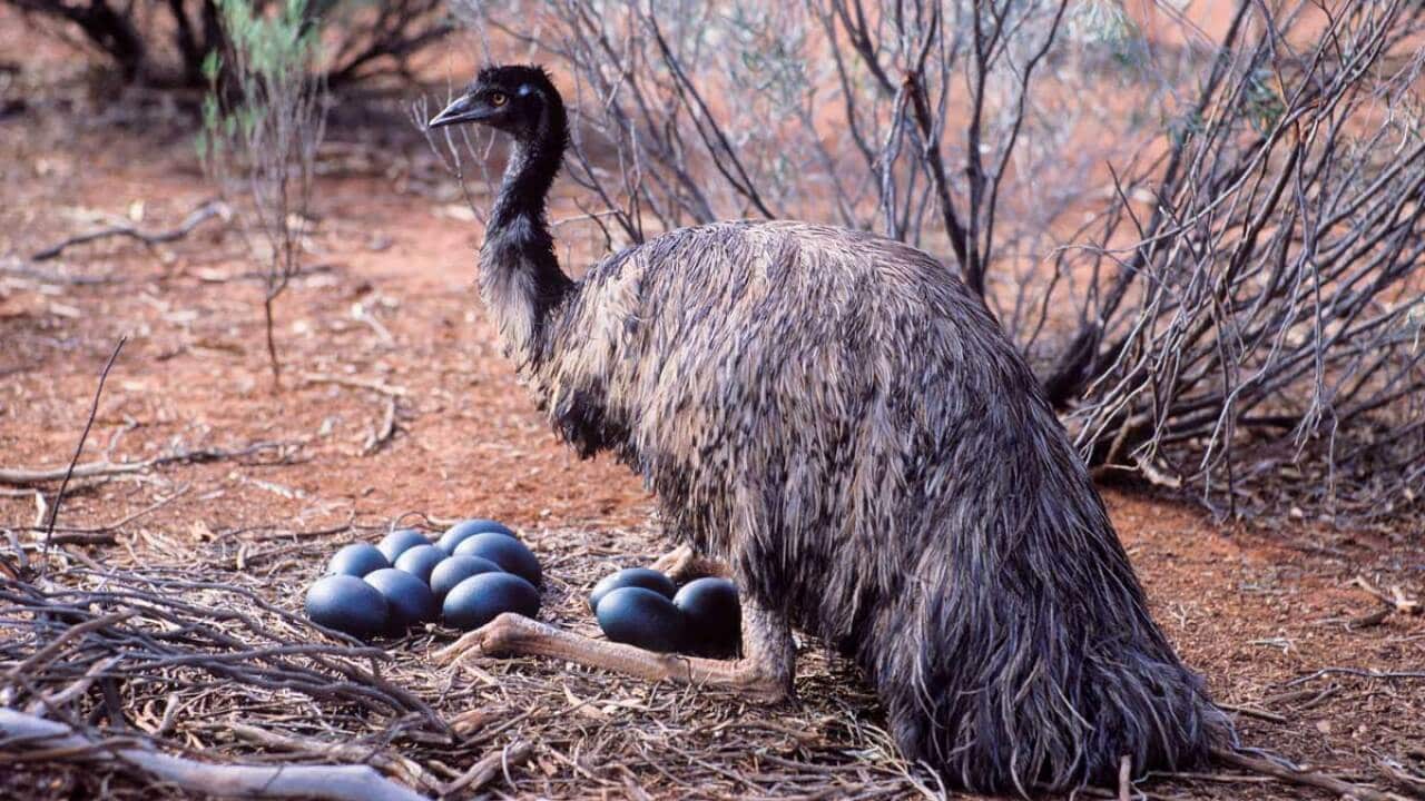 Did you know emu eggs are a nutritious, chef-approved ingredient with a ...