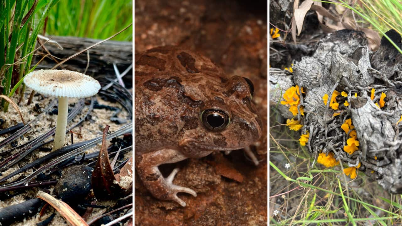 Exploring the unknown: "Bush Blitz", Australia's biggest nature discovery program | SBS Japanese