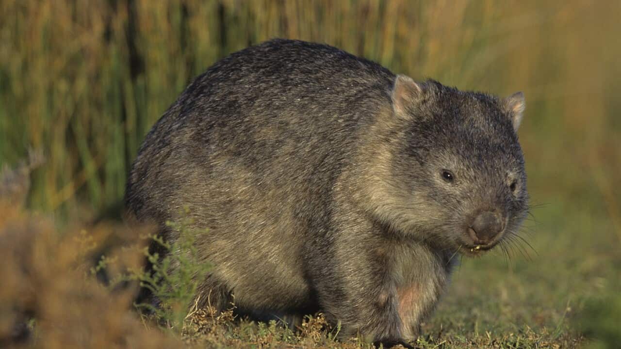 do wombats attack humans