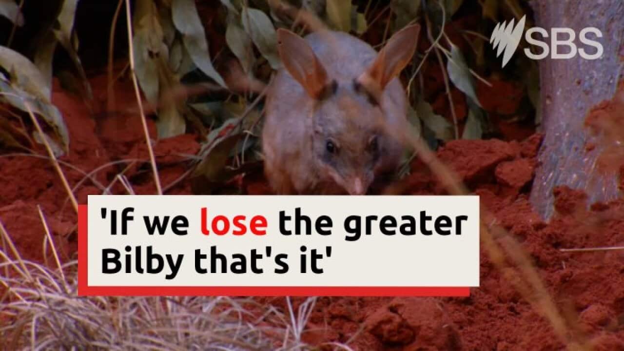 Secrets of the bilby's evolutionary history revealed I SBS News | SBS News