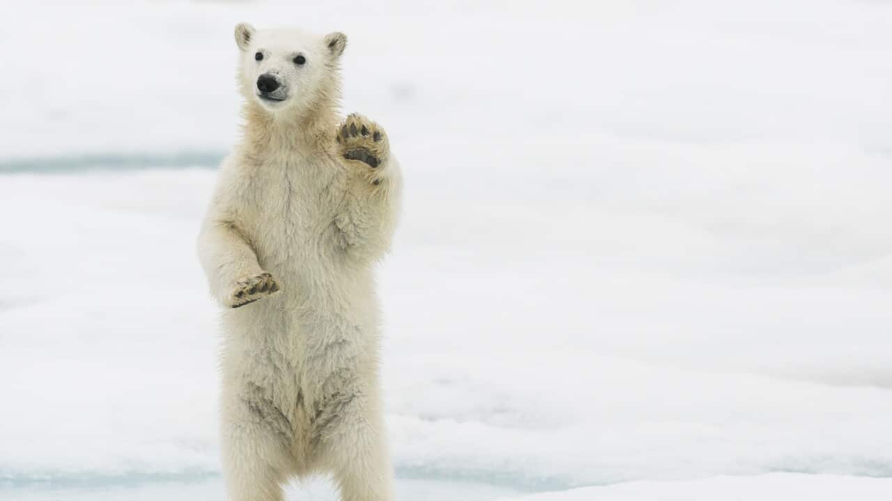 can bears wave