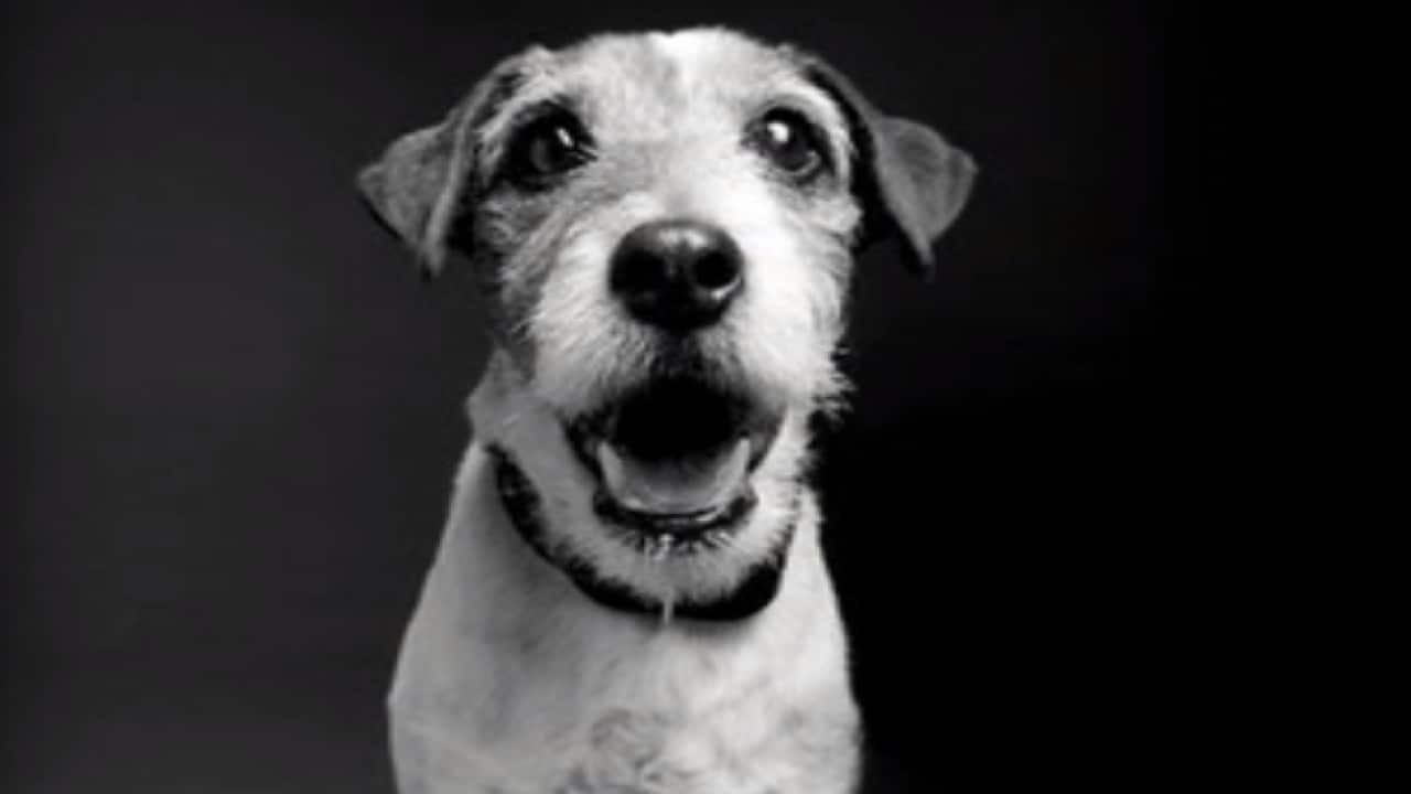 uggie uggie