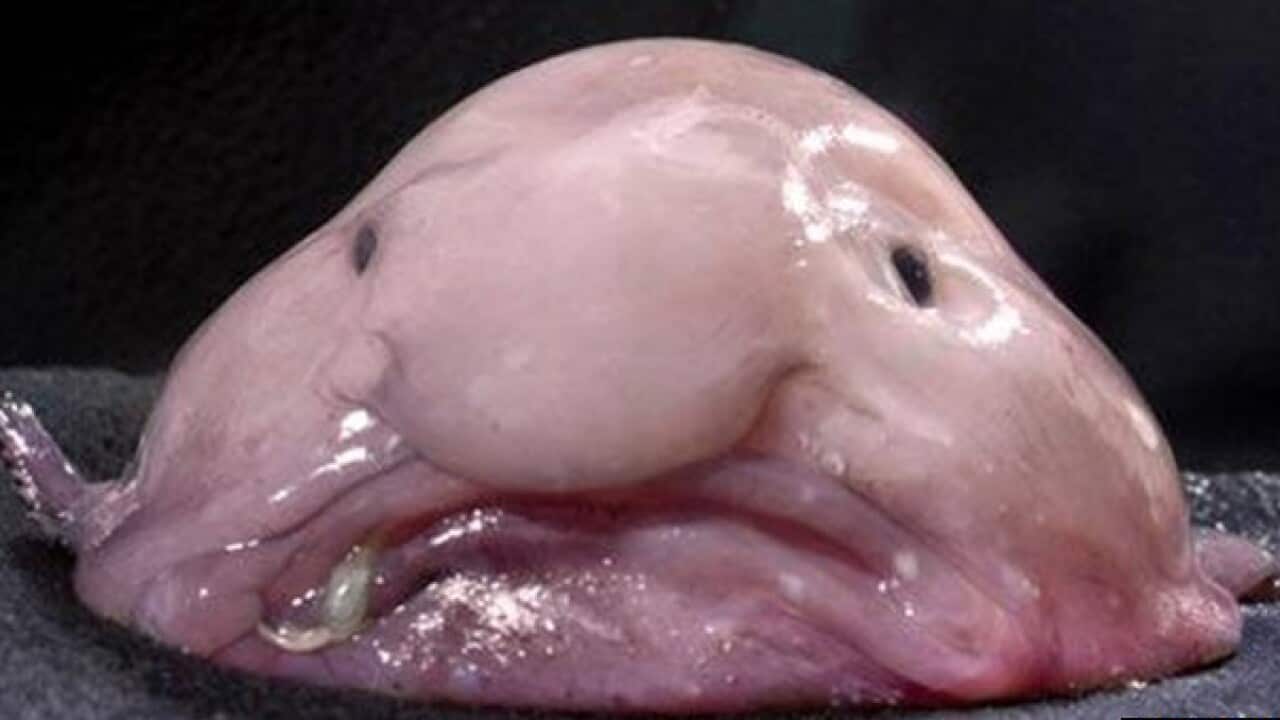 world's funniest animals