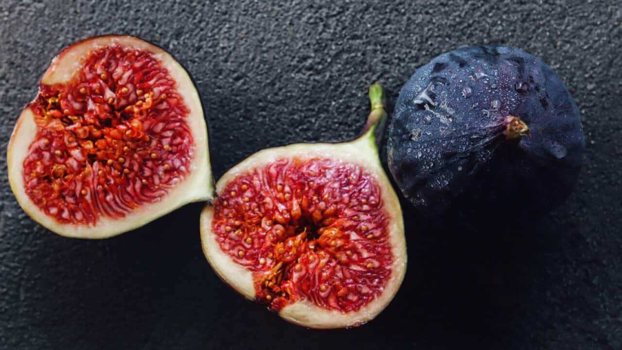 fig fruit wasp