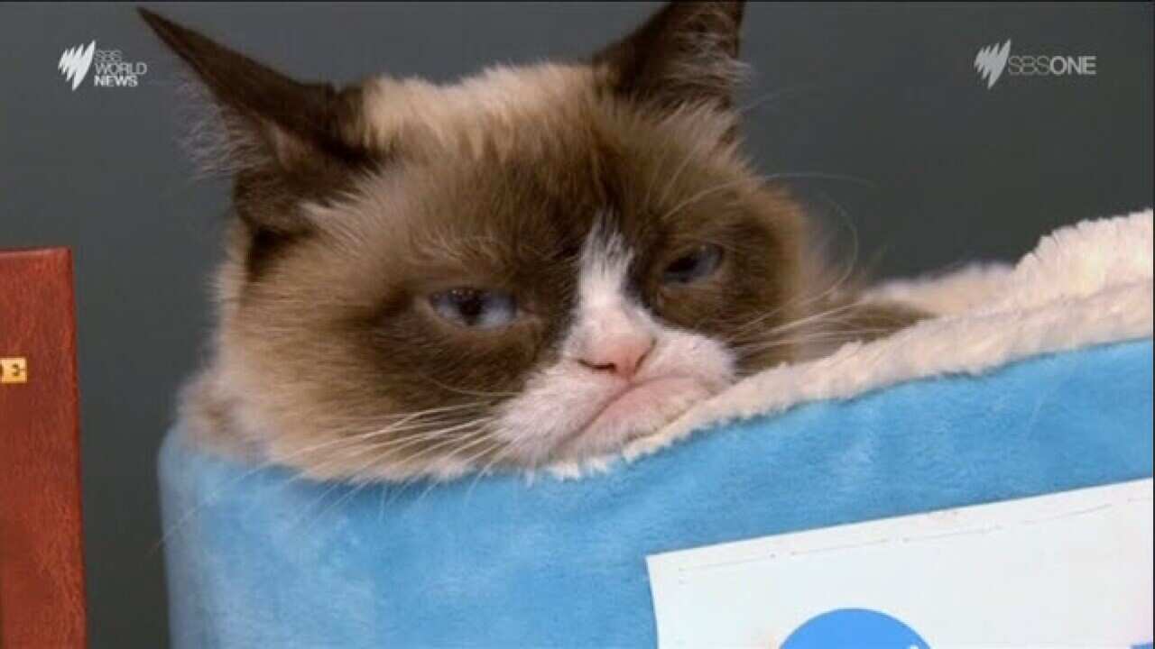 grumpy cat 0
