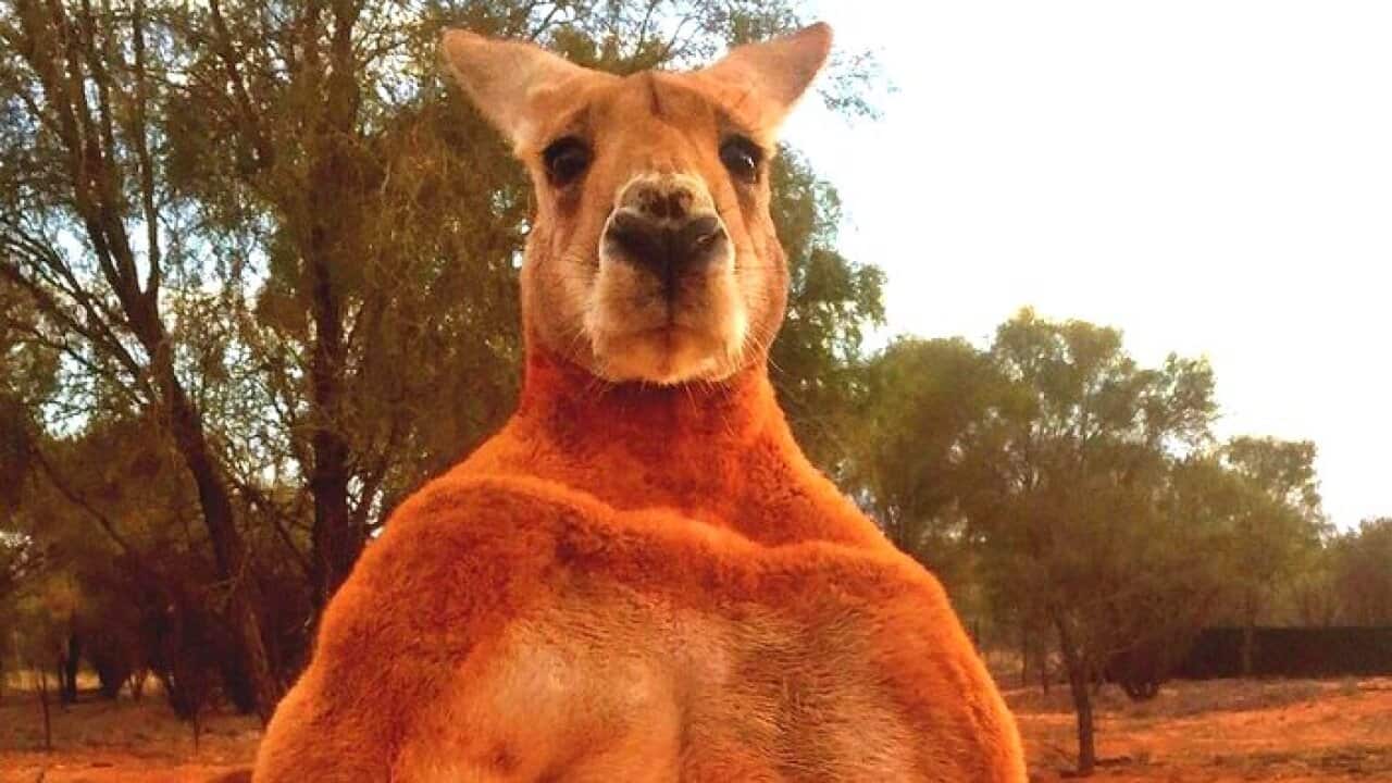 kangaroo boxing