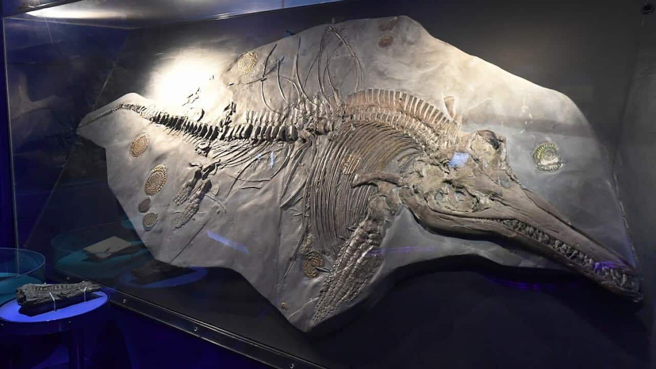 ichthyosaurus skeleton