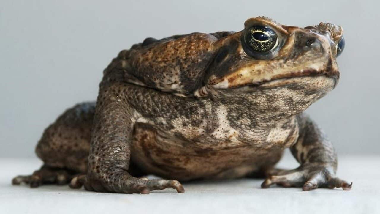 Cane Toad Kill Reward Spruiked By Hanson Sbs Korean