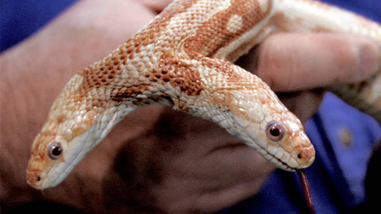 two headed snake