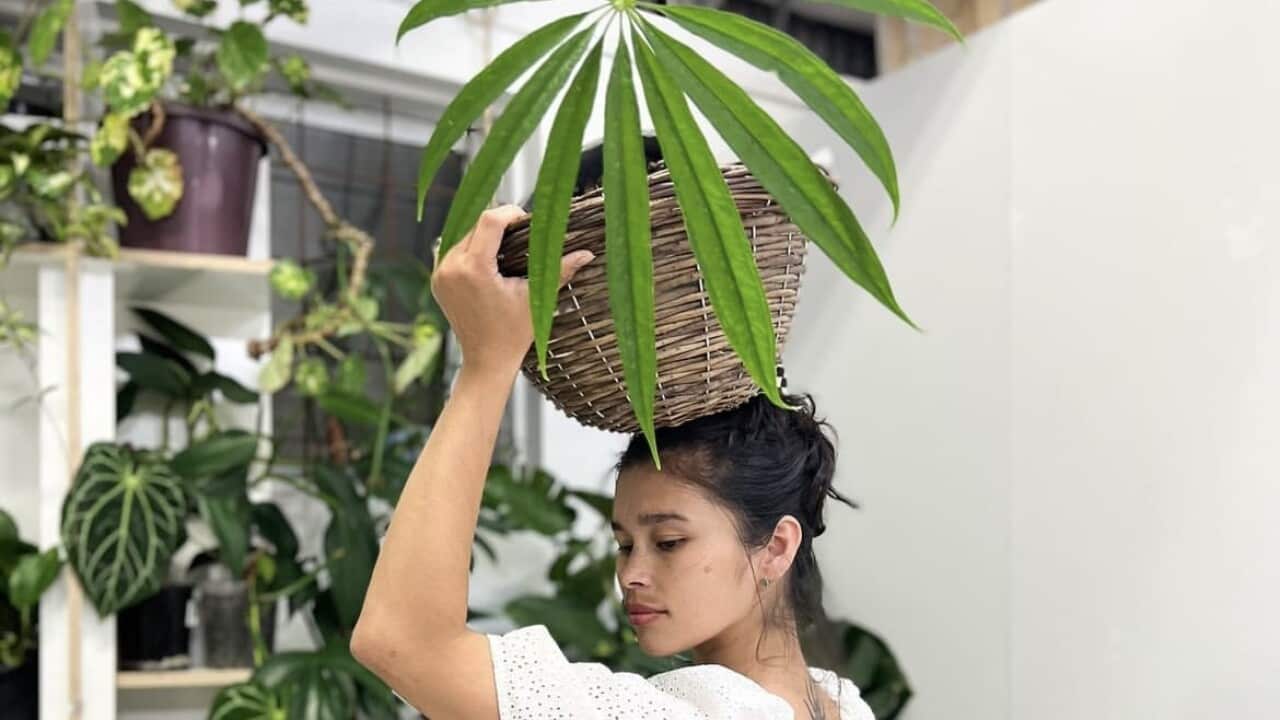 'Para akong binabalik sa Pilipinas kapag may halaman’: Paano nagsimula ang negosyo ng isang ...