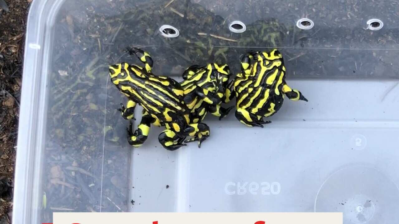 Endangered corroborree frogs survive bushfires | SBS News