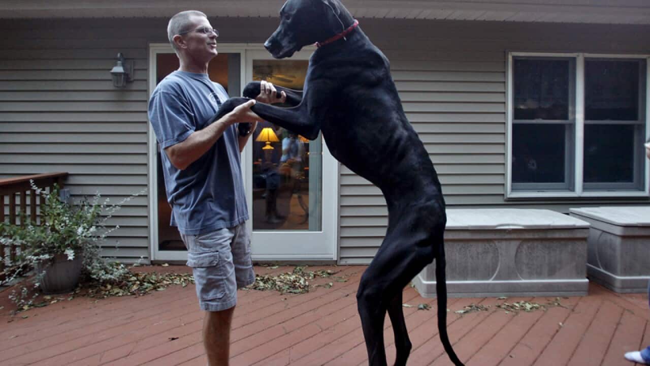 world's largest dog