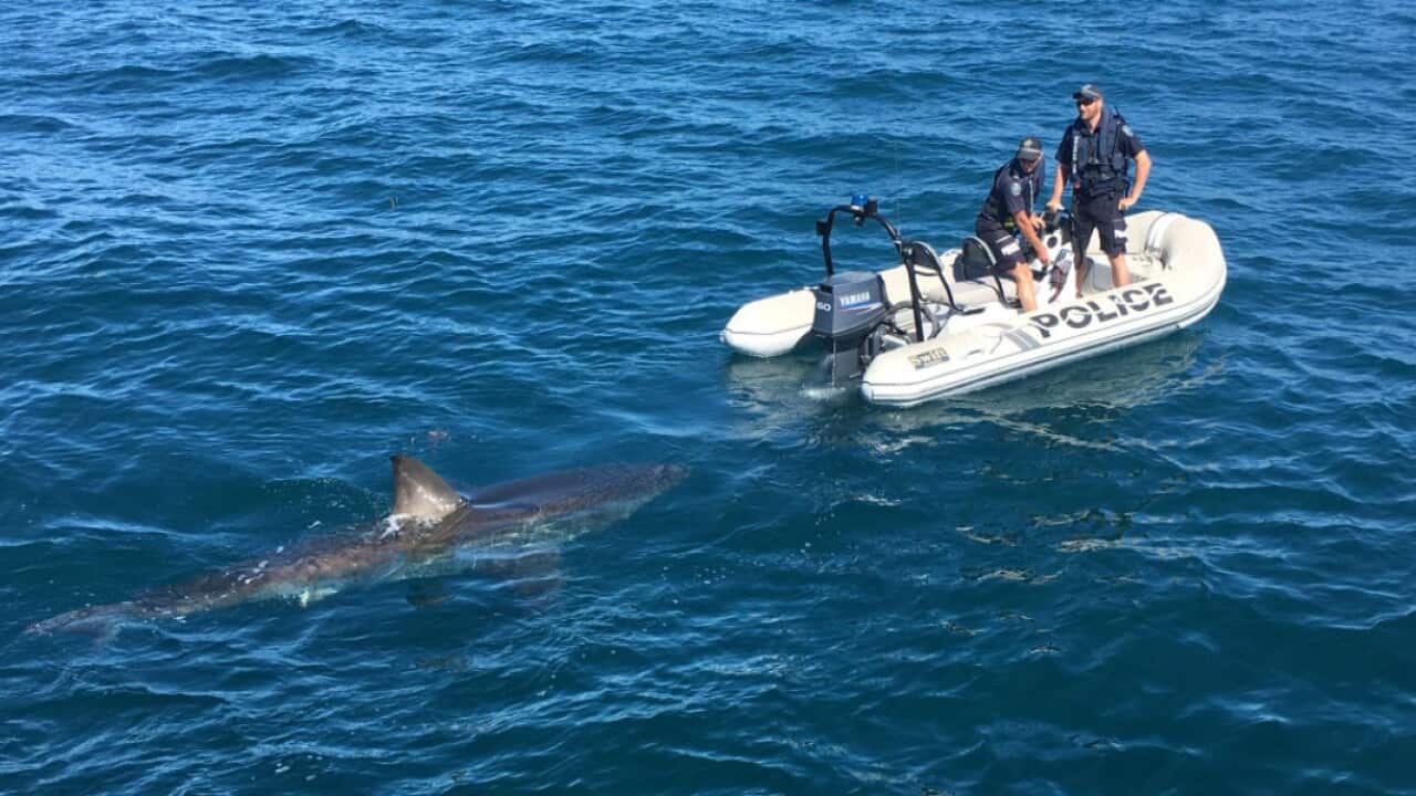 great white australia news