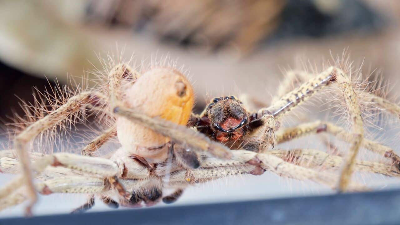 how often do spiders mate