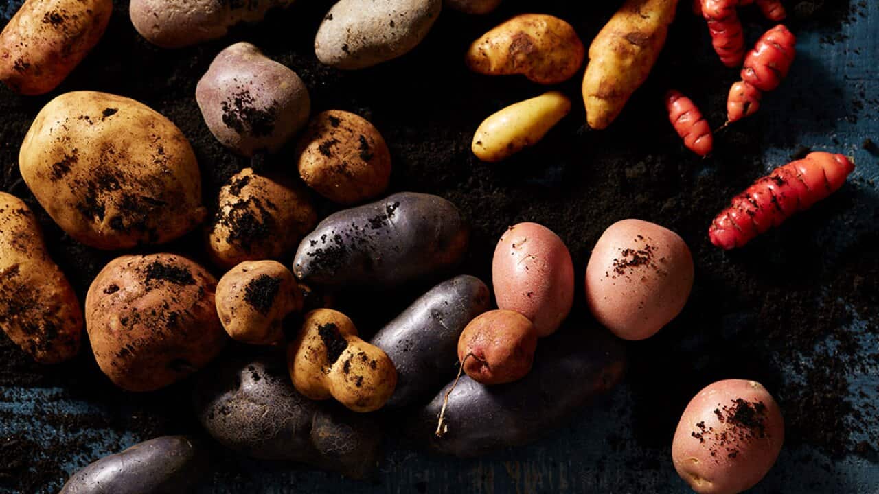 types of potatoes australia