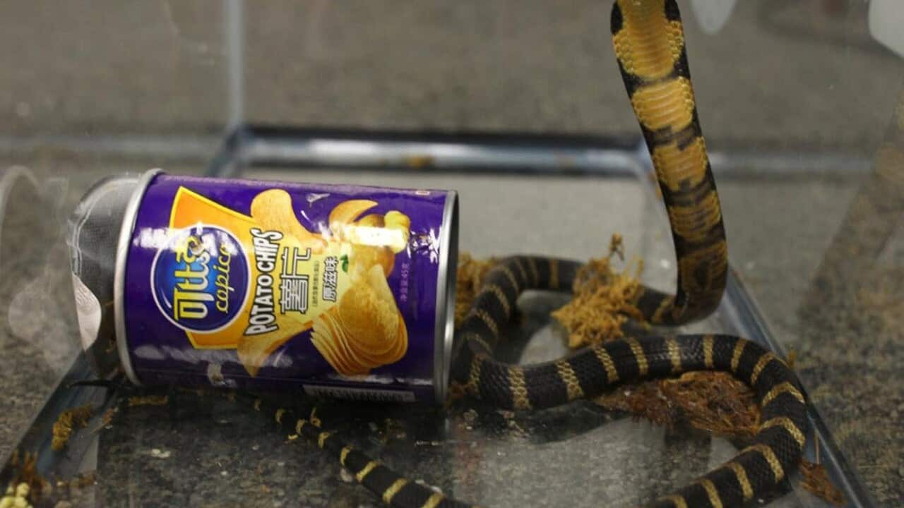 snake eats man news