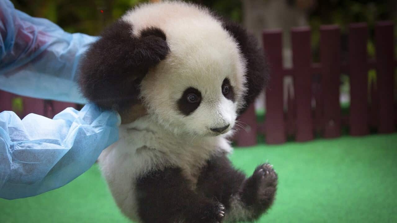 bayi panda