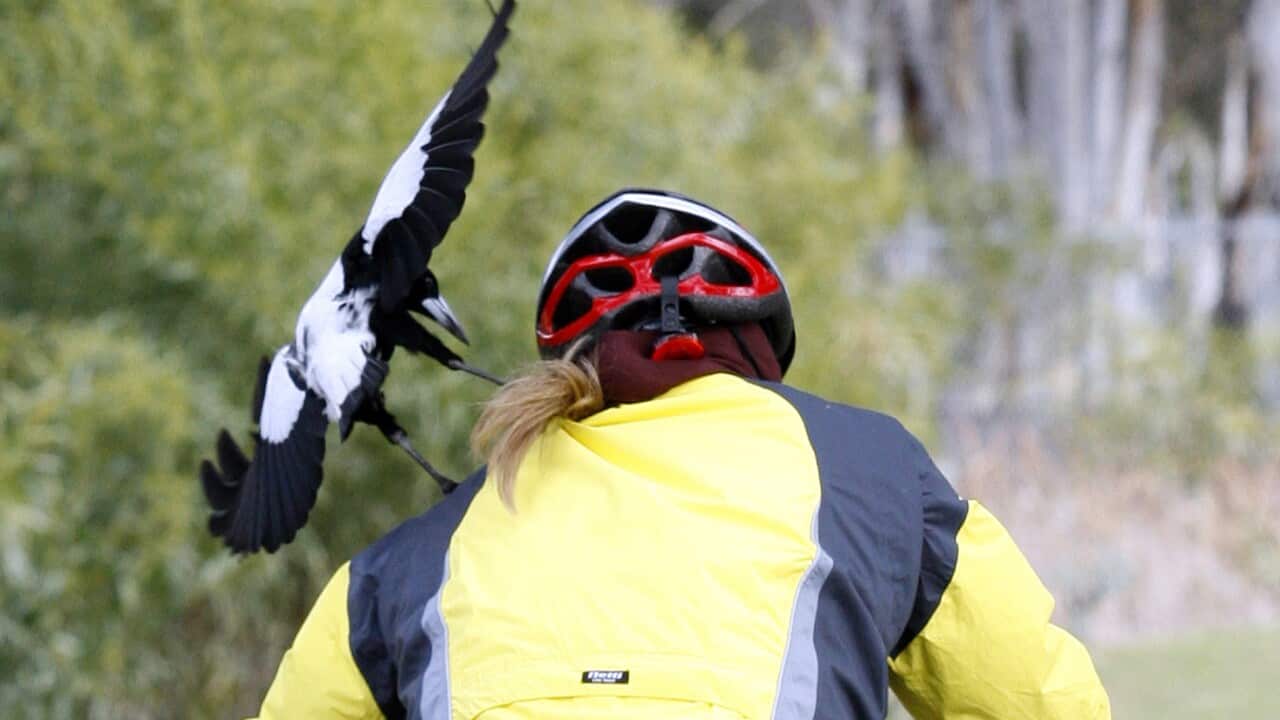 Magpie Swooping Season Why They Attack And How To Avoid Them Sbs News