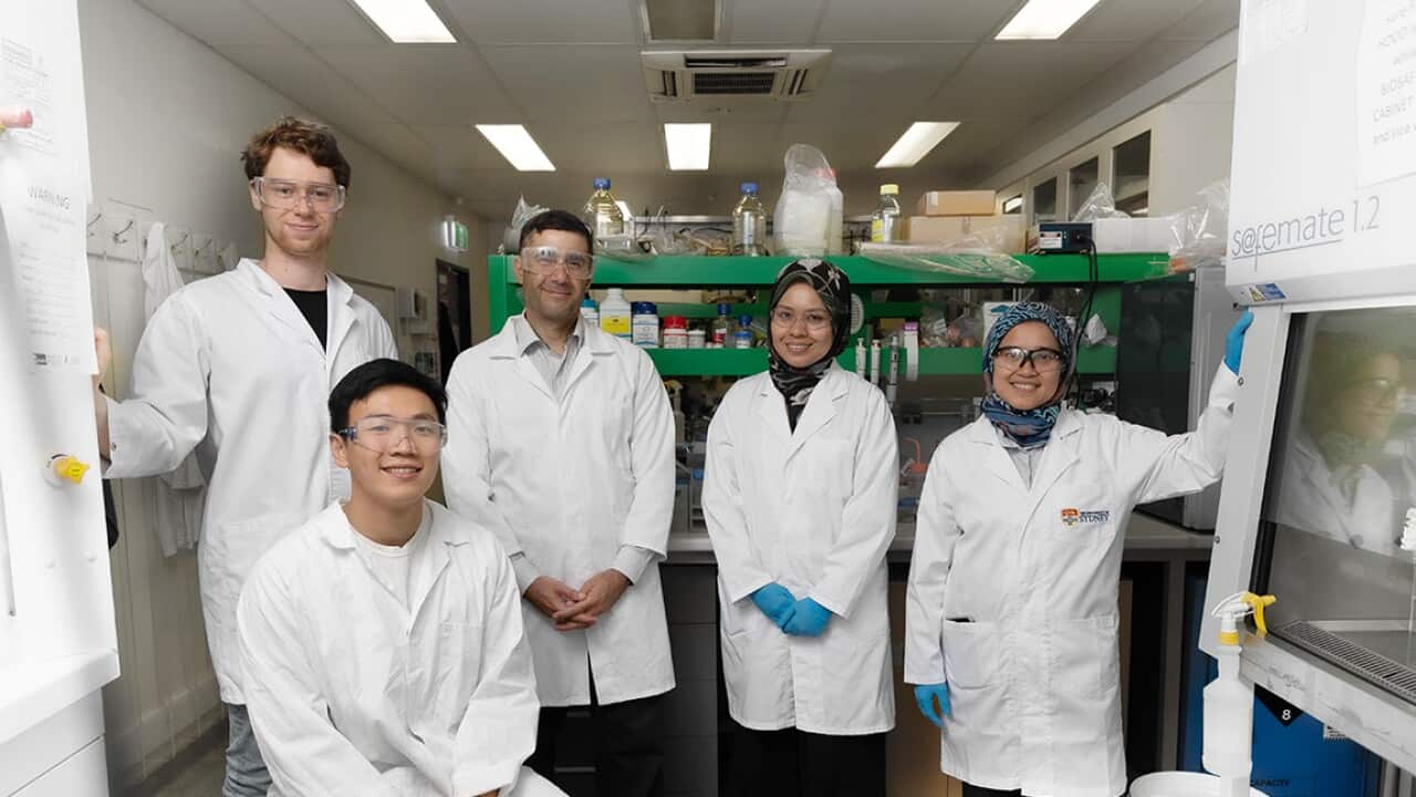 aspergillus terreus eats plastic