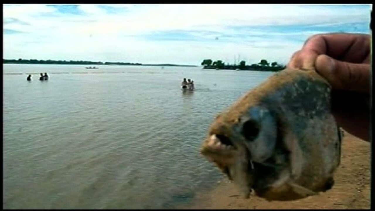 Sixty hurt in Argentina piranha attack | SBS News