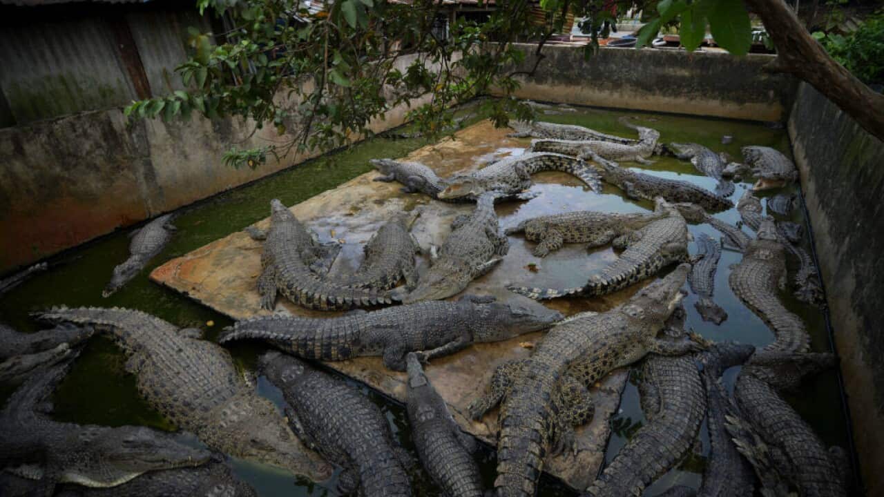 Mob 'revenge kills' 300 crocodiles after man mauled to death | SBS News